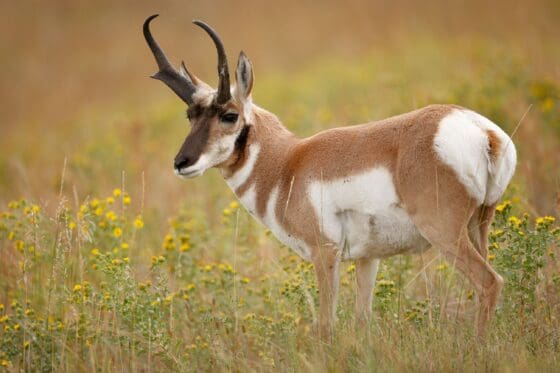 What is Order of the Antelope? - Order of the Antelope
